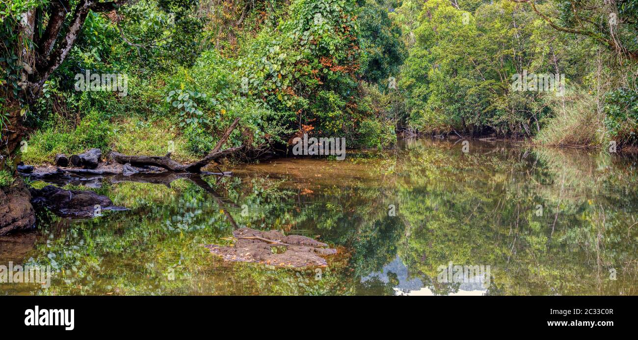 Beautiful view of the primary rainforest jungle of the Masoala National ...