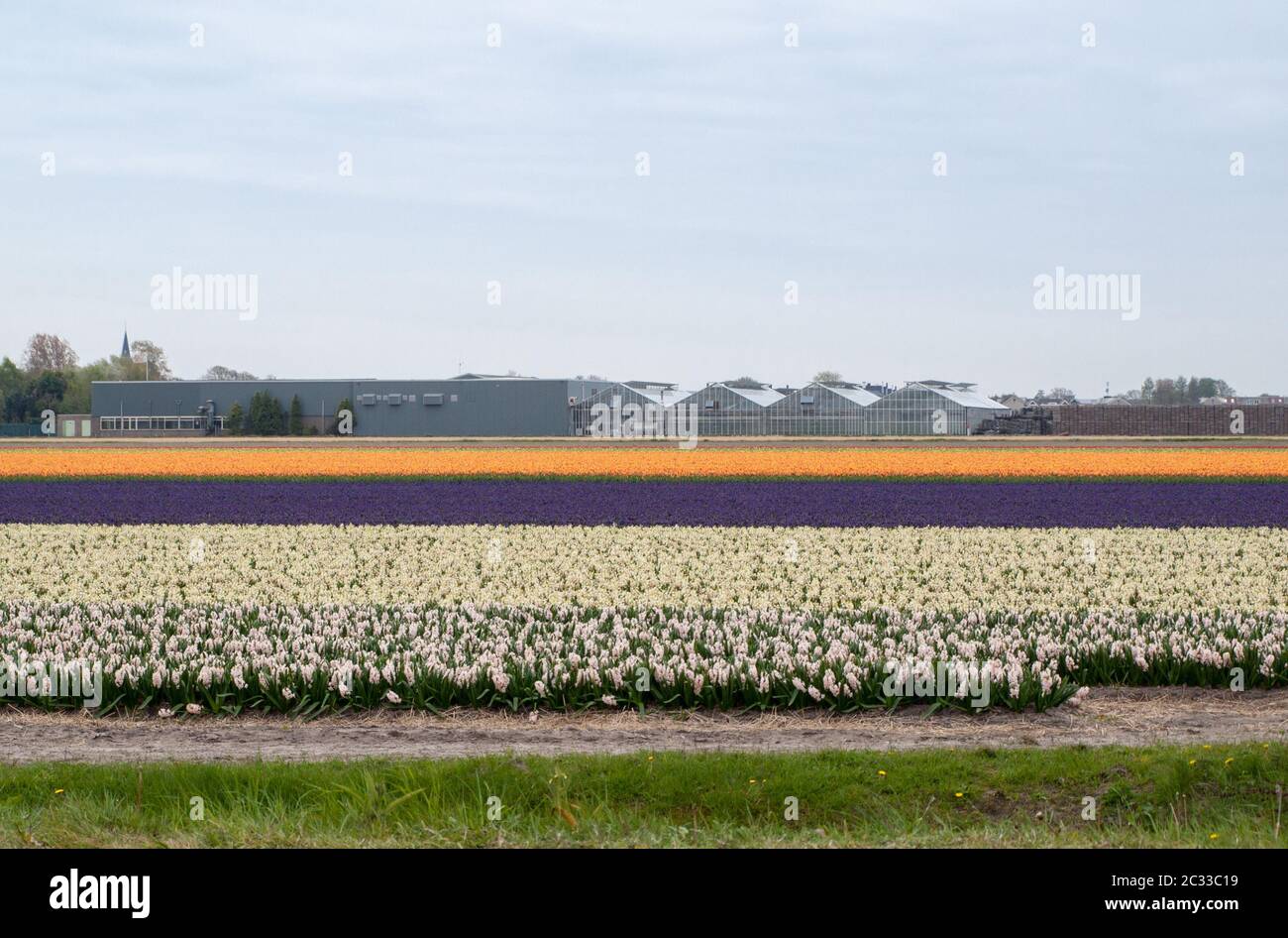 Tulip and hyacinth fields of the Bollenstreek, South Holland ...