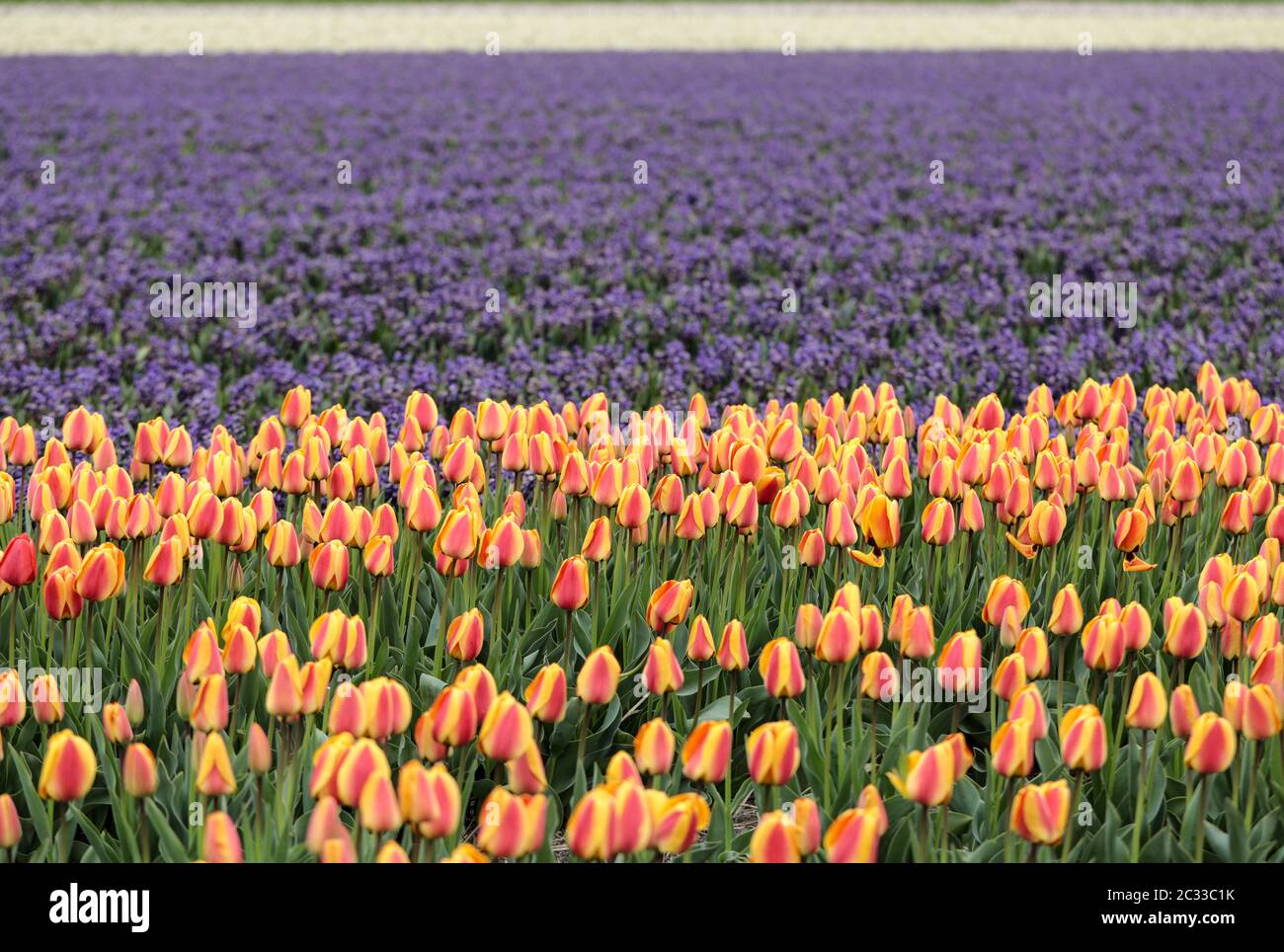 Tulip and hyacinth fields of the Bollenstreek, South Holland ...