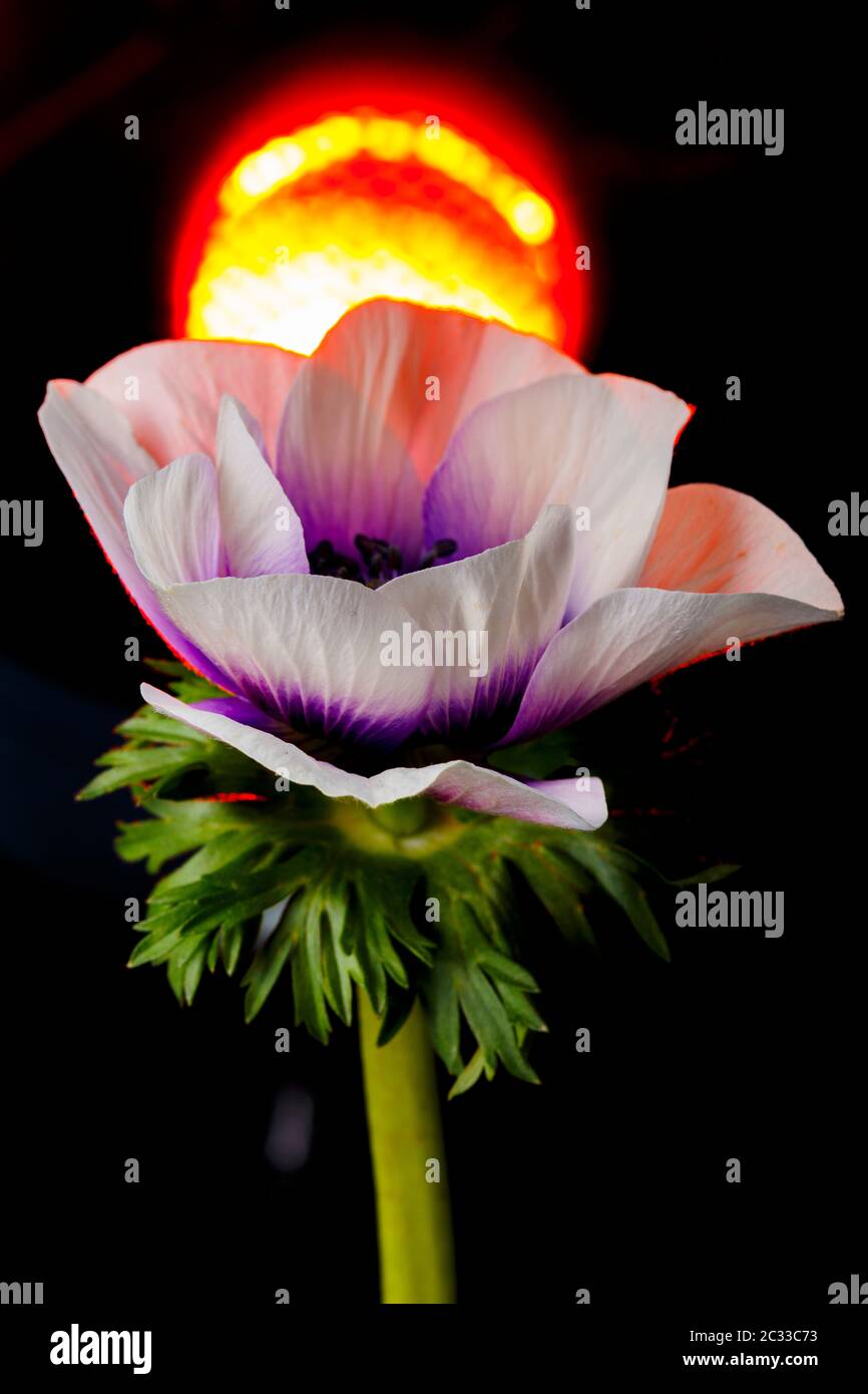 Plant portrait hi-res stock photography and images - Alamy