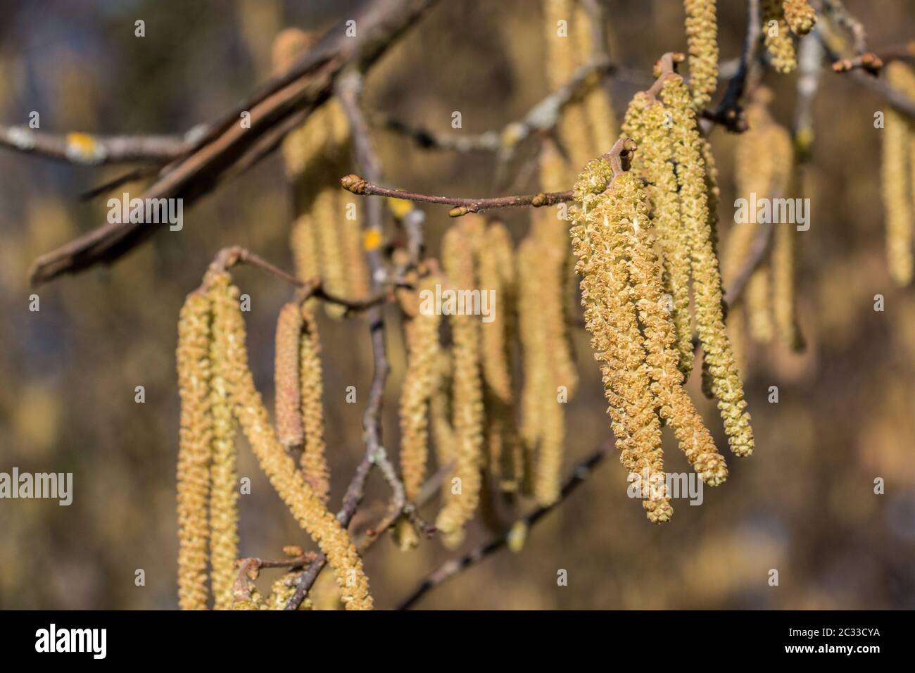 Hazelnut tree with a lot of big yellow hazelnut pollen Stock Photo - Alamy