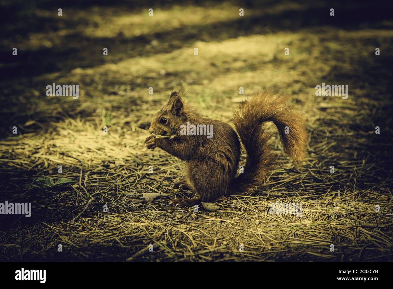 Squirrel in the forest, detail of wild animal in freedom, nature Stock ...
