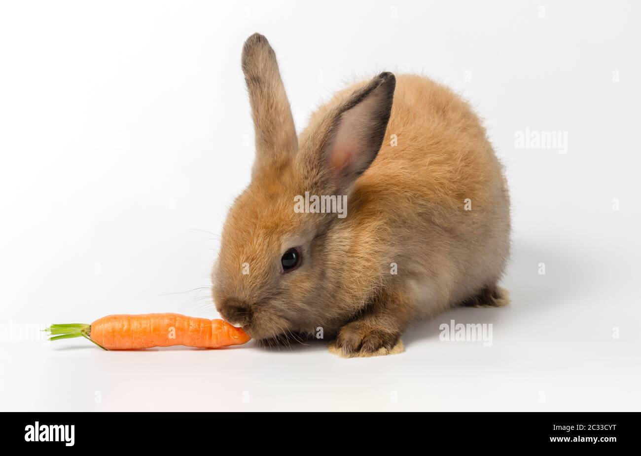Cute little brown rabbit with carrot hi-res stock photography and ...