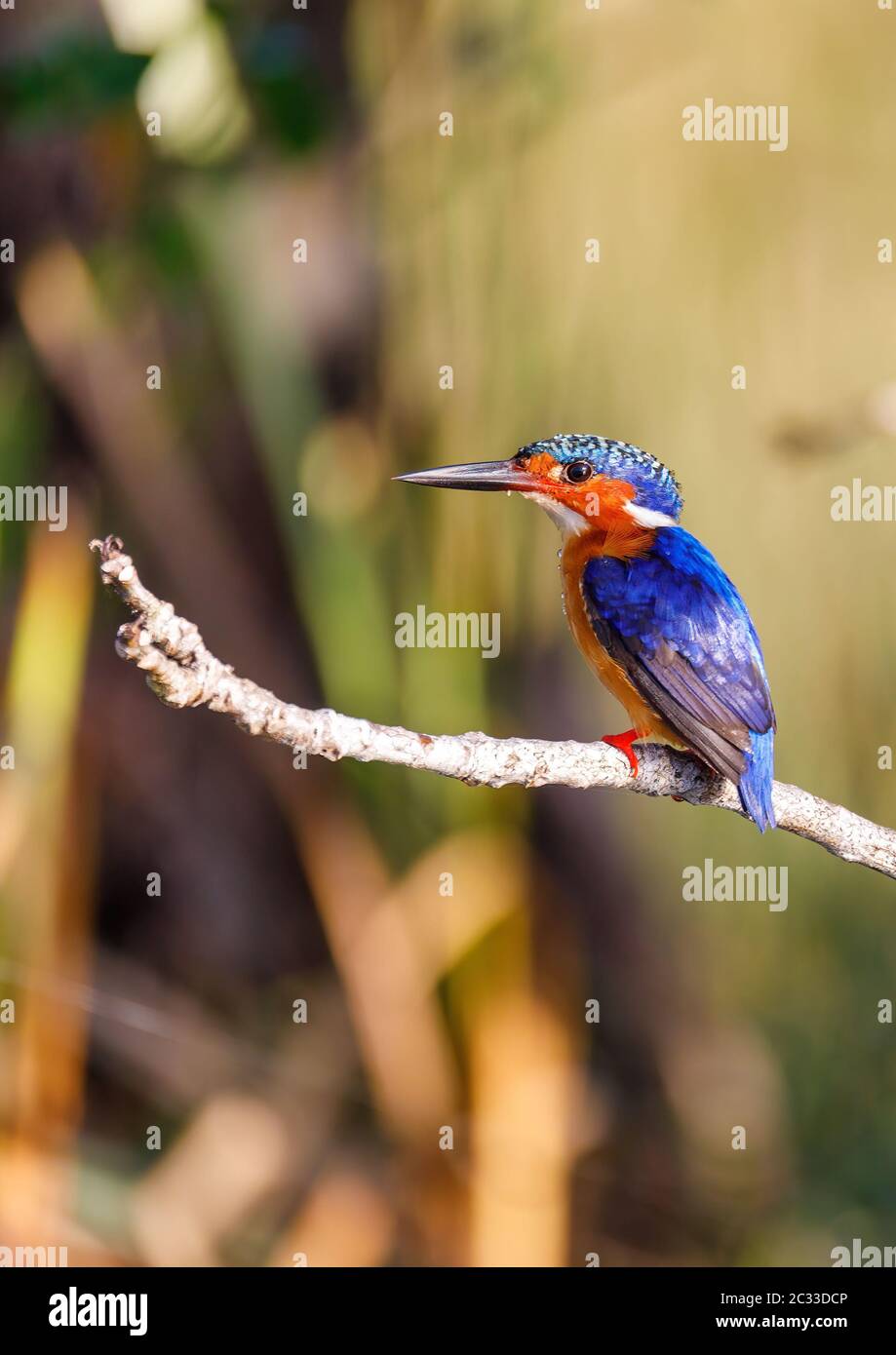 Madagascar beautiful bird kingfisher, Corythornis vintsioides, sitting ...