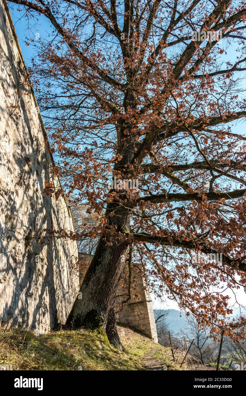 Big tree next to the high walls of a historical building Stock Photo ...