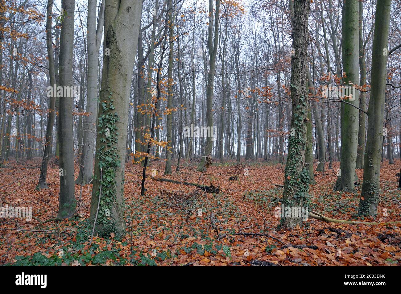 autumn forest near HÃ¶ver in the Hannover Region Stock Photo - Alamy