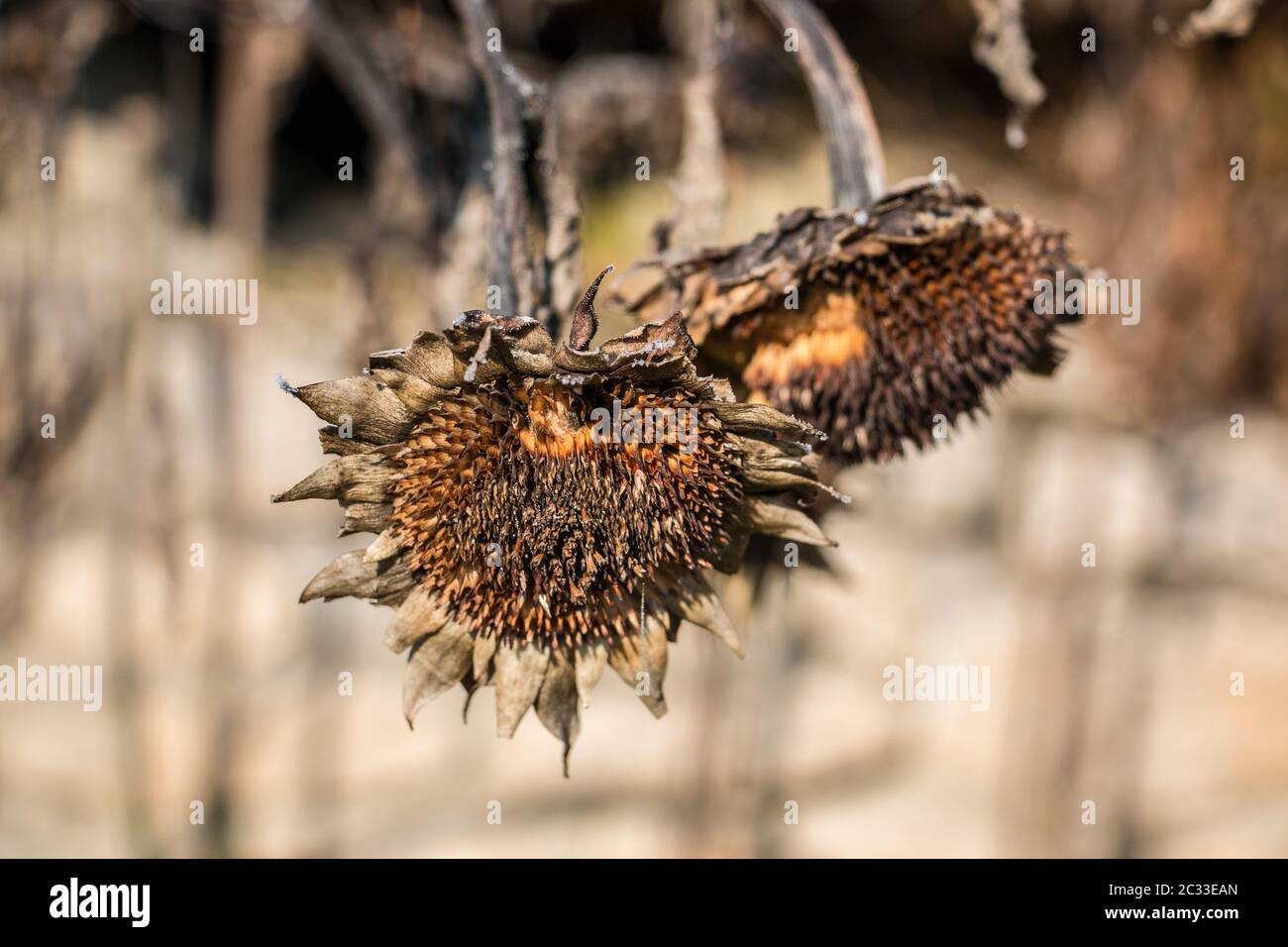 Dead sunflower hi-res stock photography and images - Alamy