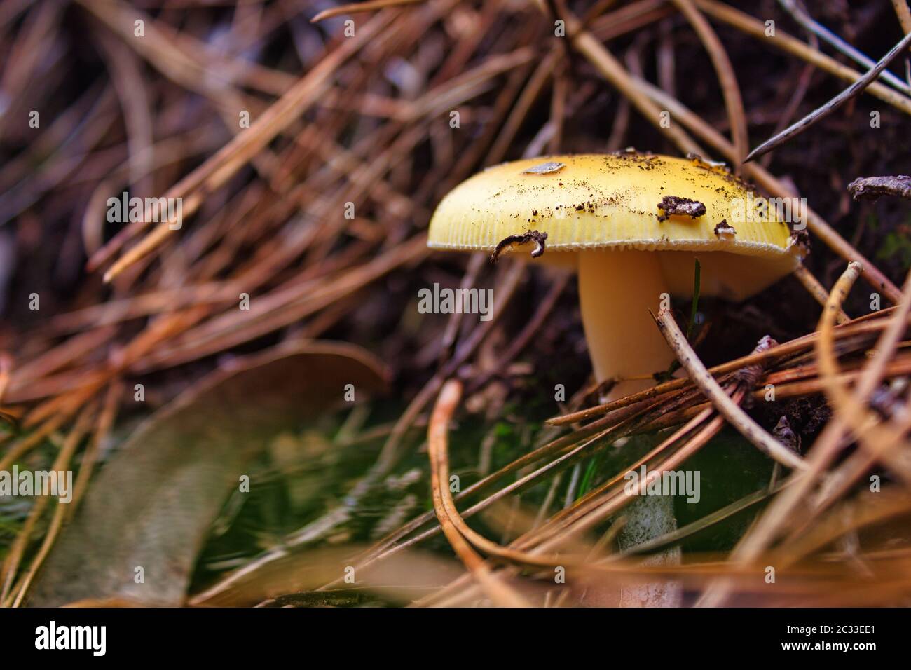 Amanita phalloides between vegetation in Galicia, Spain. Galician name ...