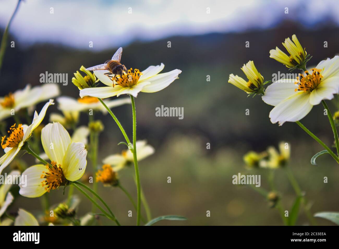 Daisy bee pollinating flower yellow hi-res stock photography and images ...
