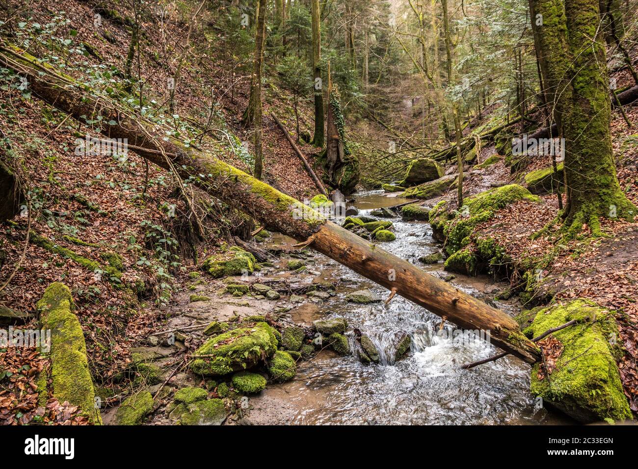 Little creek down the canyon in the middle of the green forest Stock ...