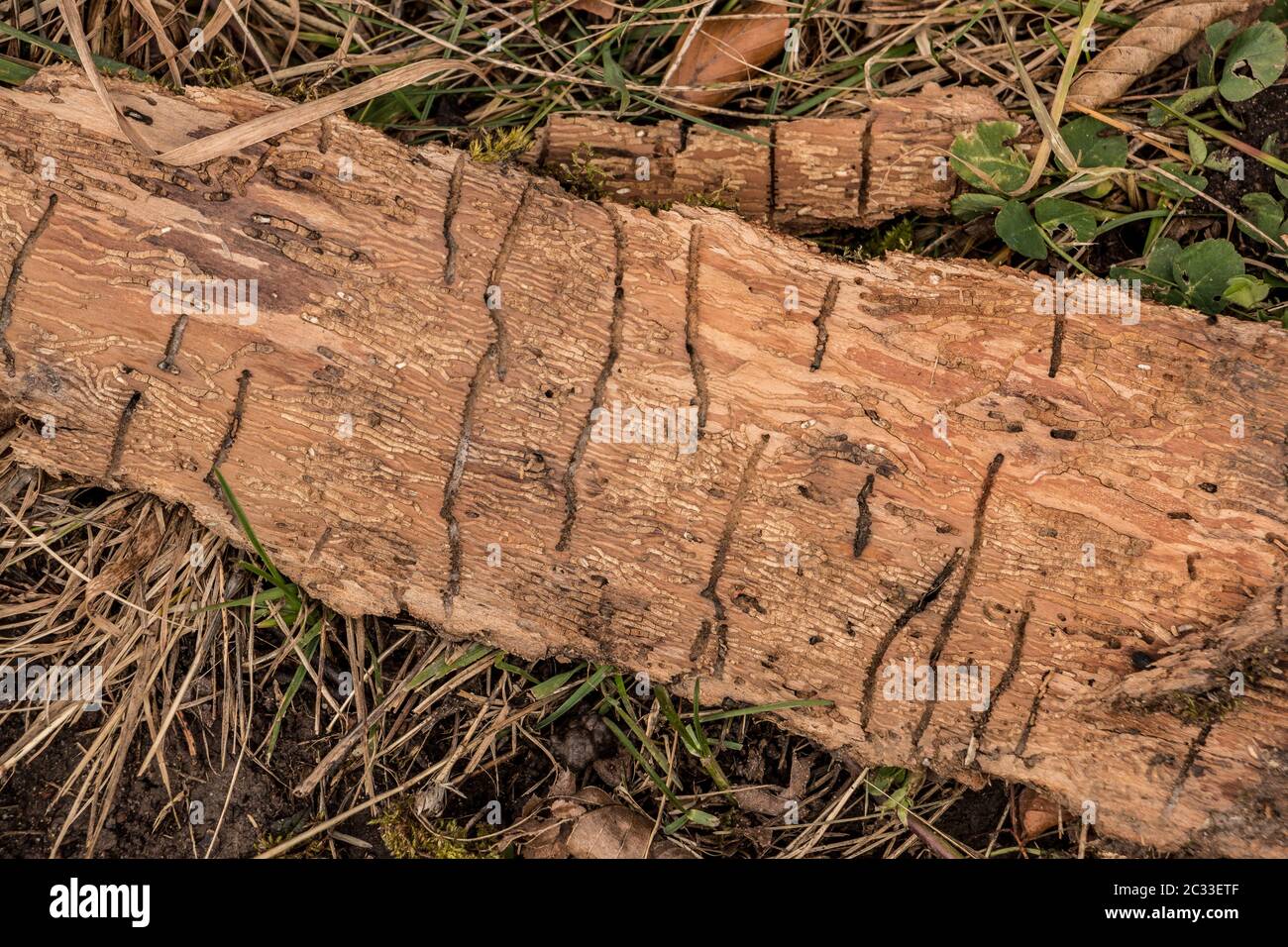 Bark beetle tunnels hi-res stock photography and images - Alamy
