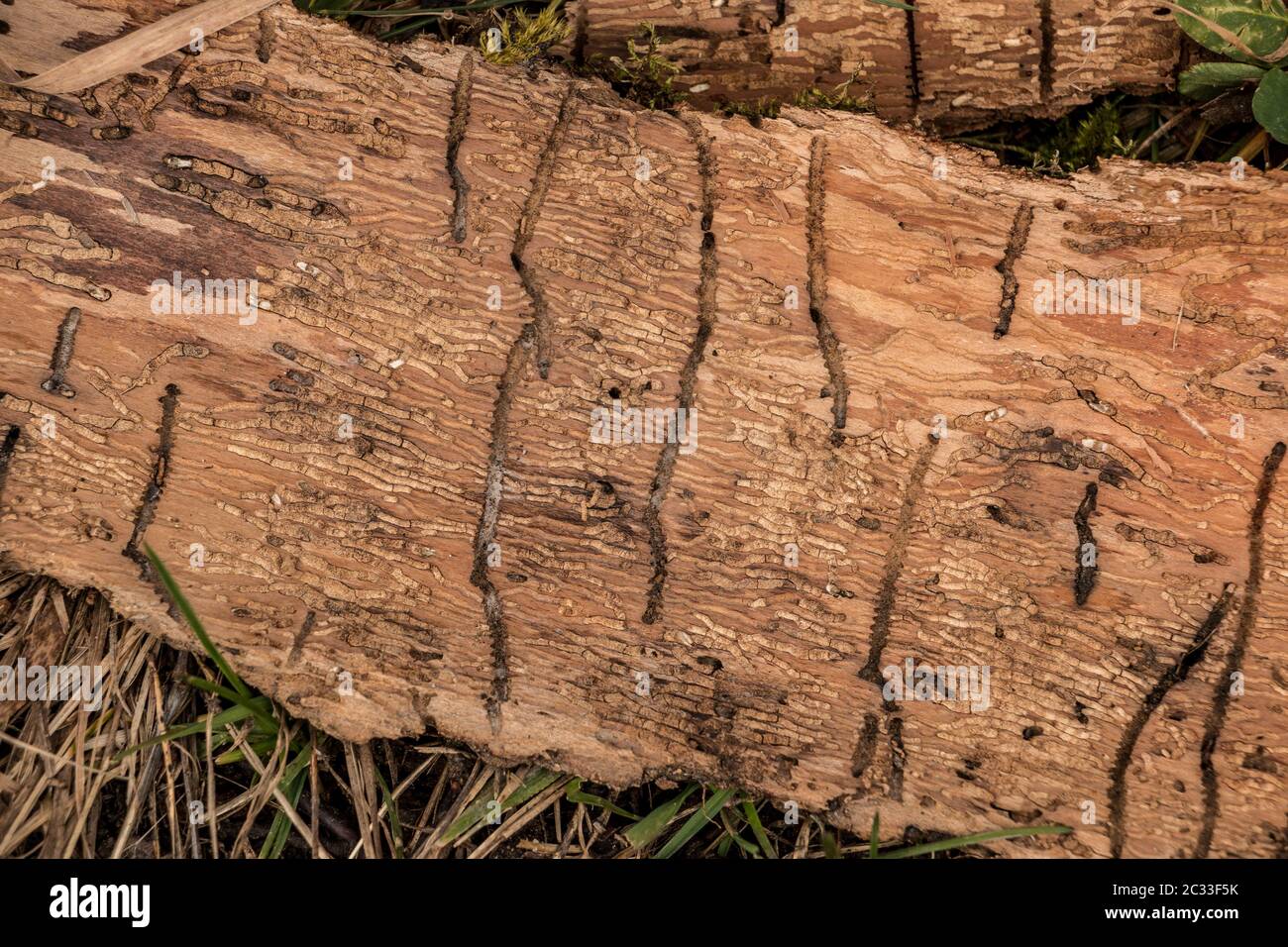Worm grooves in wood hi-res stock photography and images - Alamy