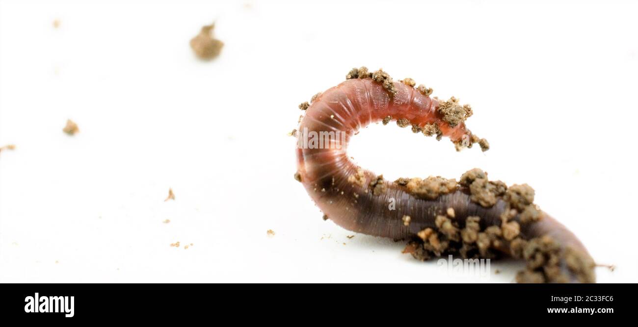 studio shot of an earthworm,image of a Stock Photo - Alamy