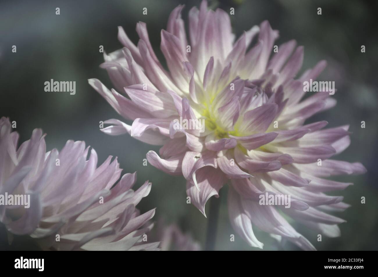 Georginen hi-res stock photography and images - Alamy