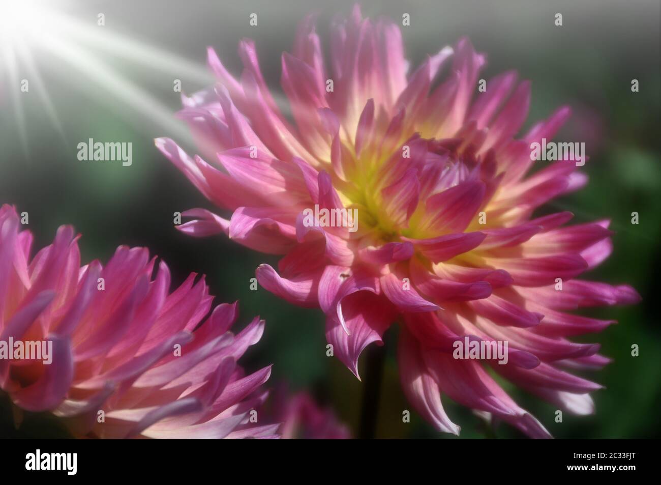 Georginen hi-res stock photography and images - Alamy
