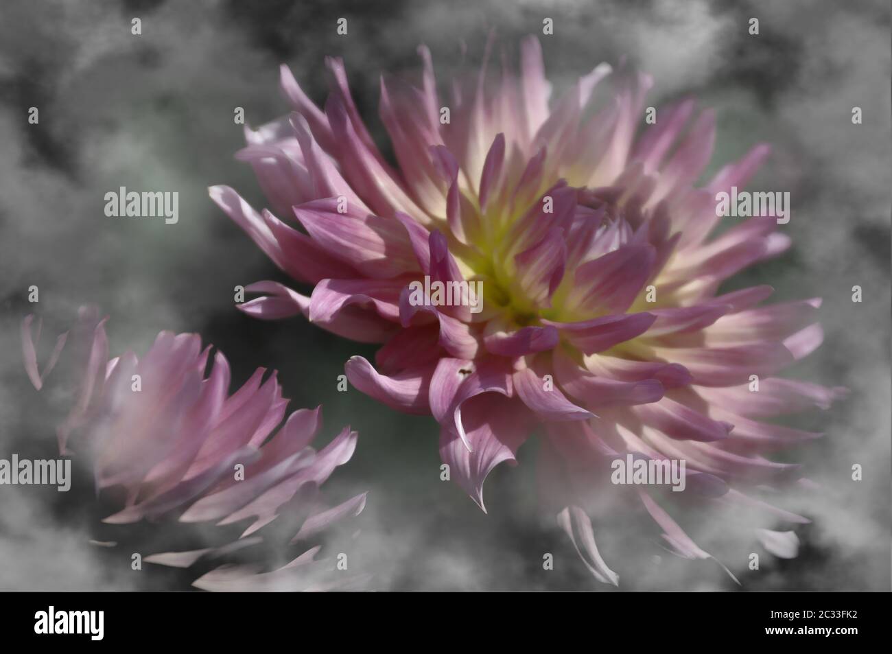 Georginen hi-res stock photography and images - Alamy