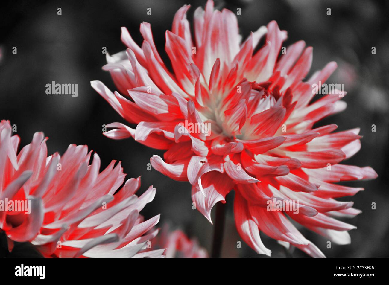 Georginen hi-res stock photography and images - Alamy