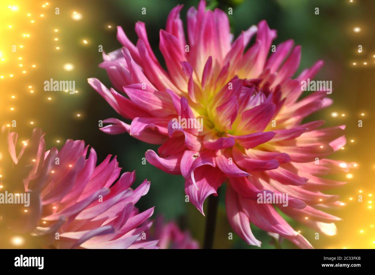 Georginen hi-res stock photography and images - Alamy