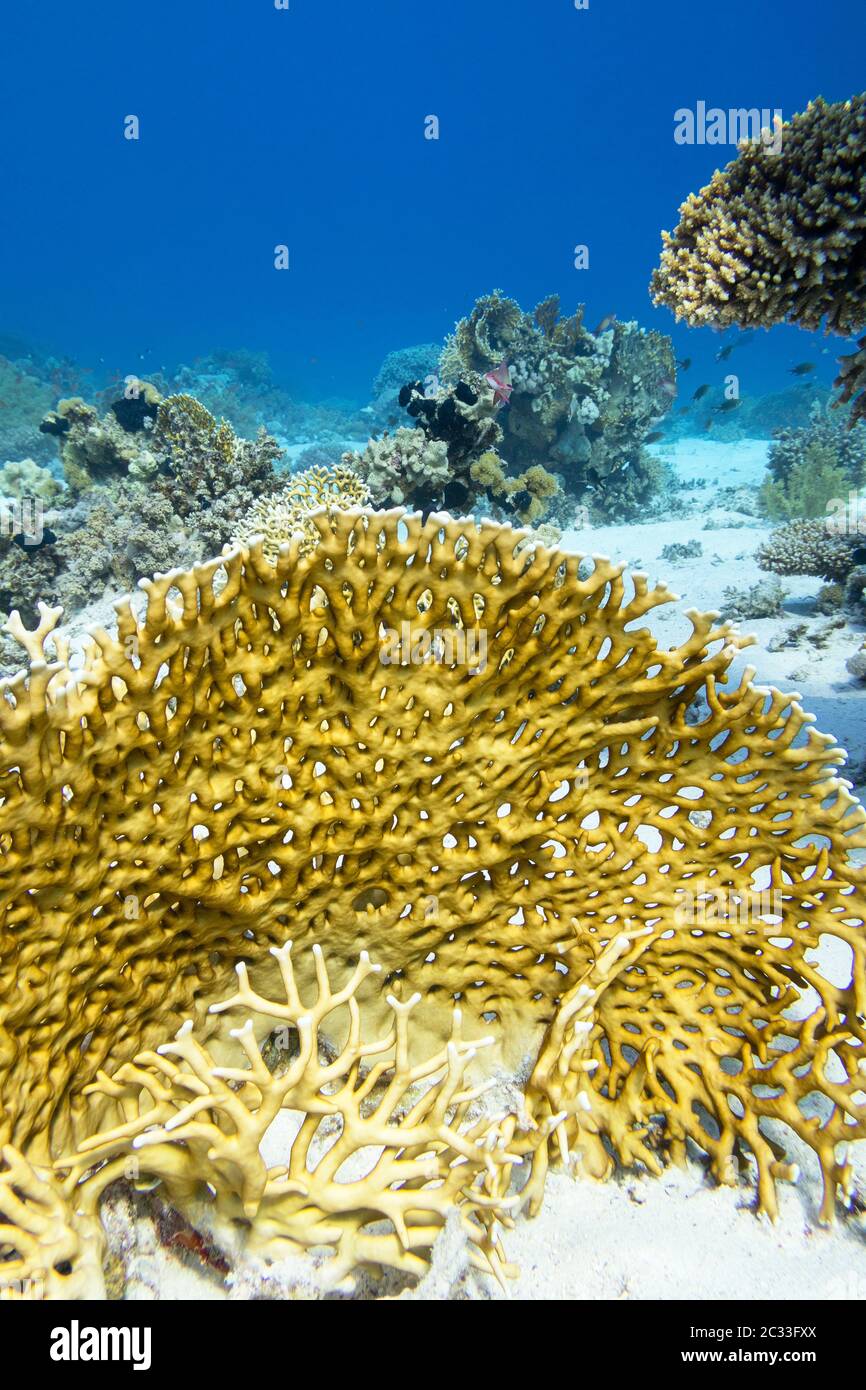Colorful coral reef at the bottom of tropical sea, yellow fire coral ...