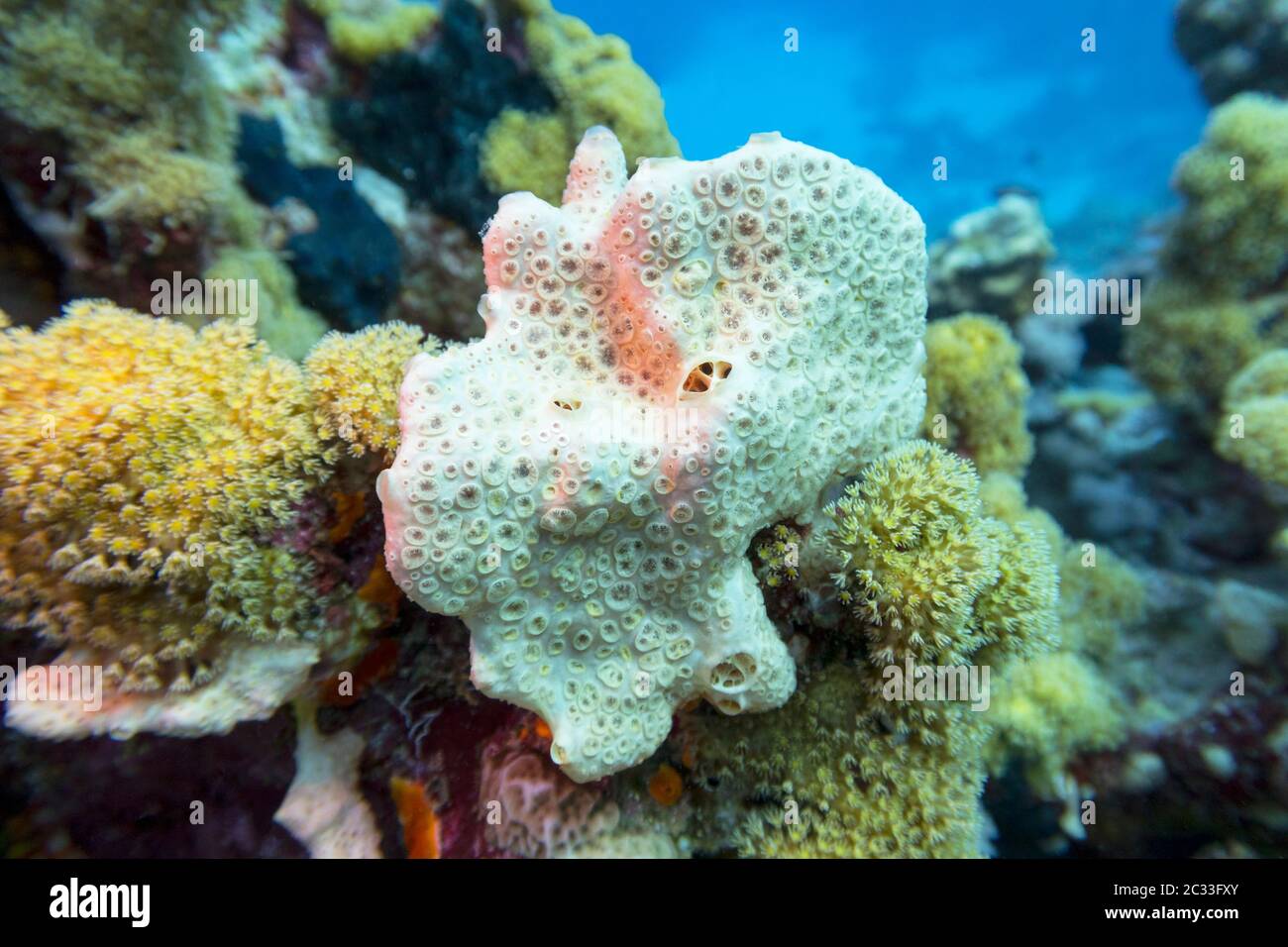 Colorful Sea Sponge