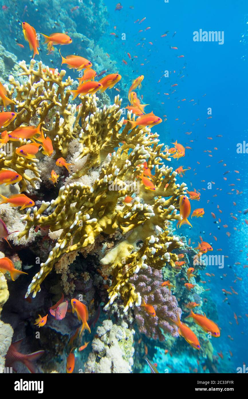 Colorful coral reef at the bottom of tropical sea, yellow fire coral ...