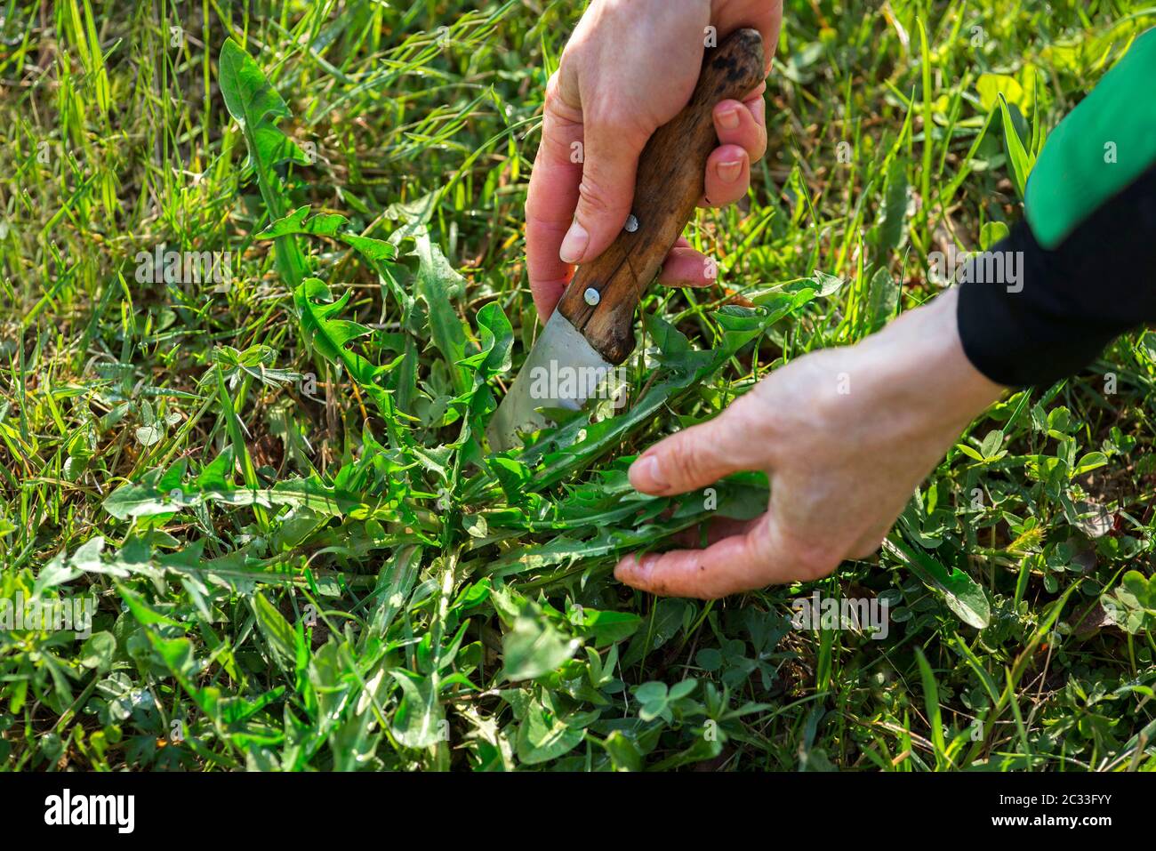 Picking fresh dandelion leaves with knife in the garden. Harvesting ...