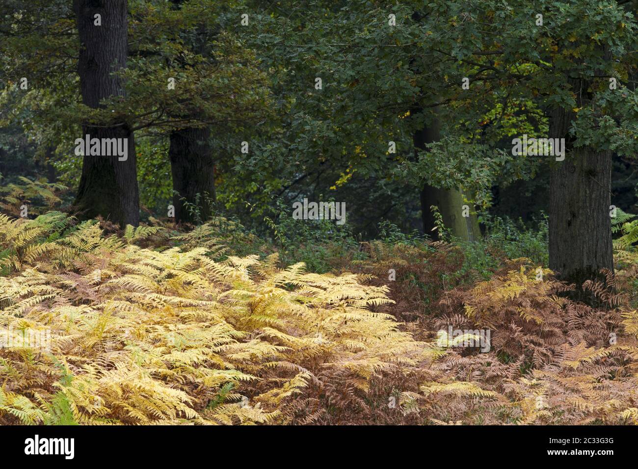 Oak forest and Common Bracken in autumn Stock Photo - Alamy