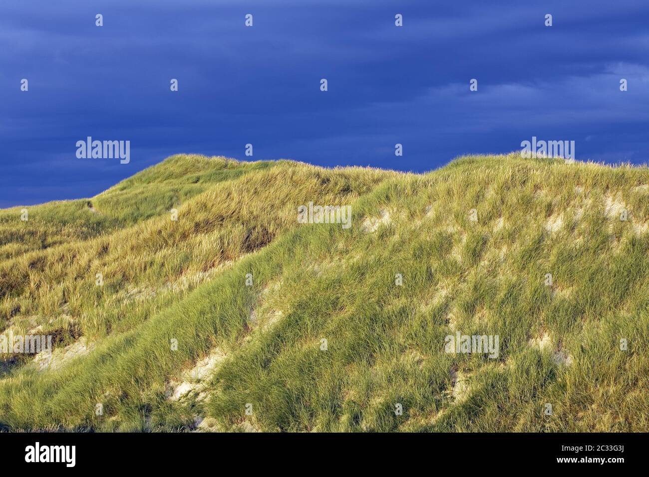 Dunescape in first morning light on the Danish North Sea coast Stock ...