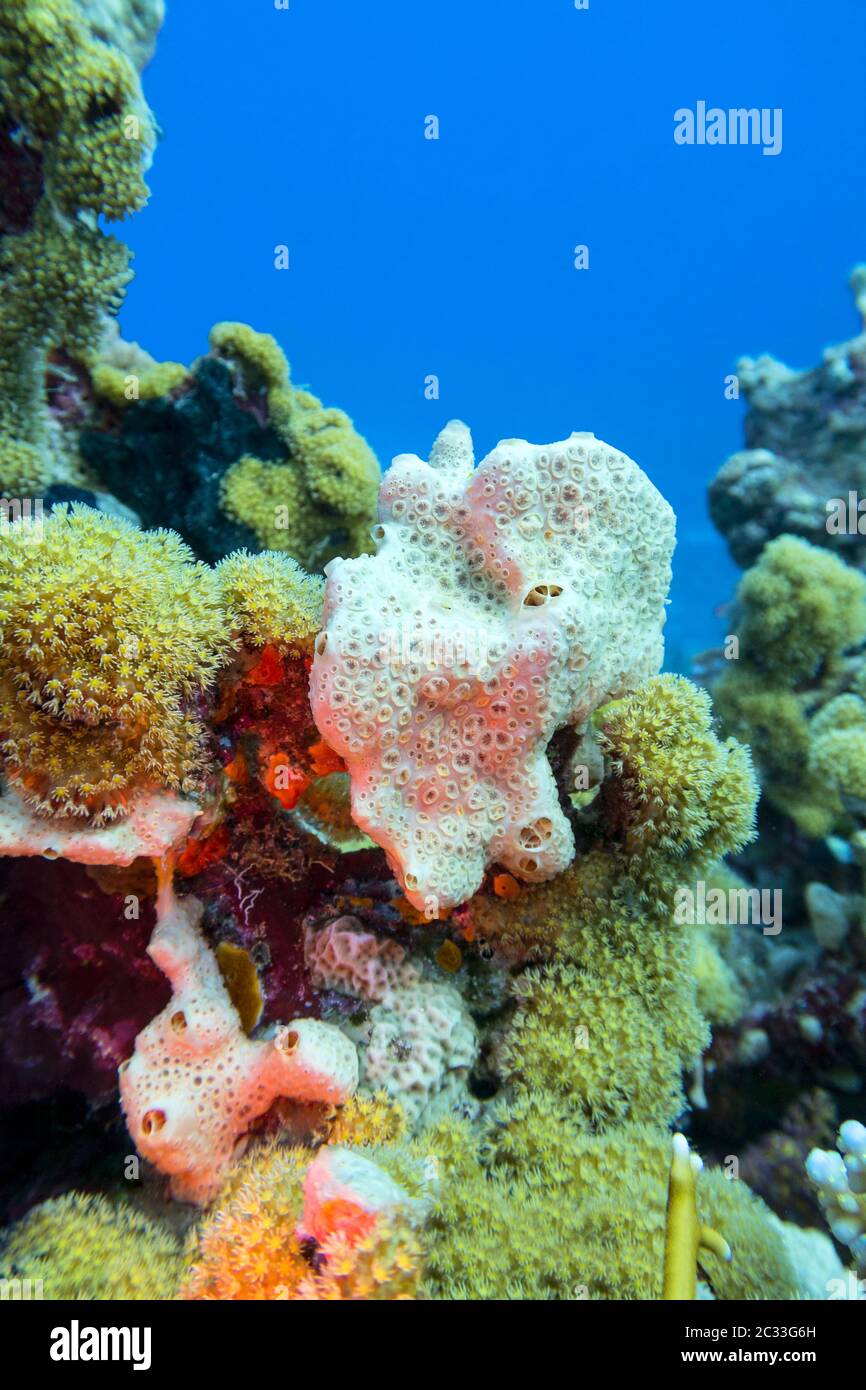 Colorful coral reef at the bottom of tropical sea, white sea sponge ...