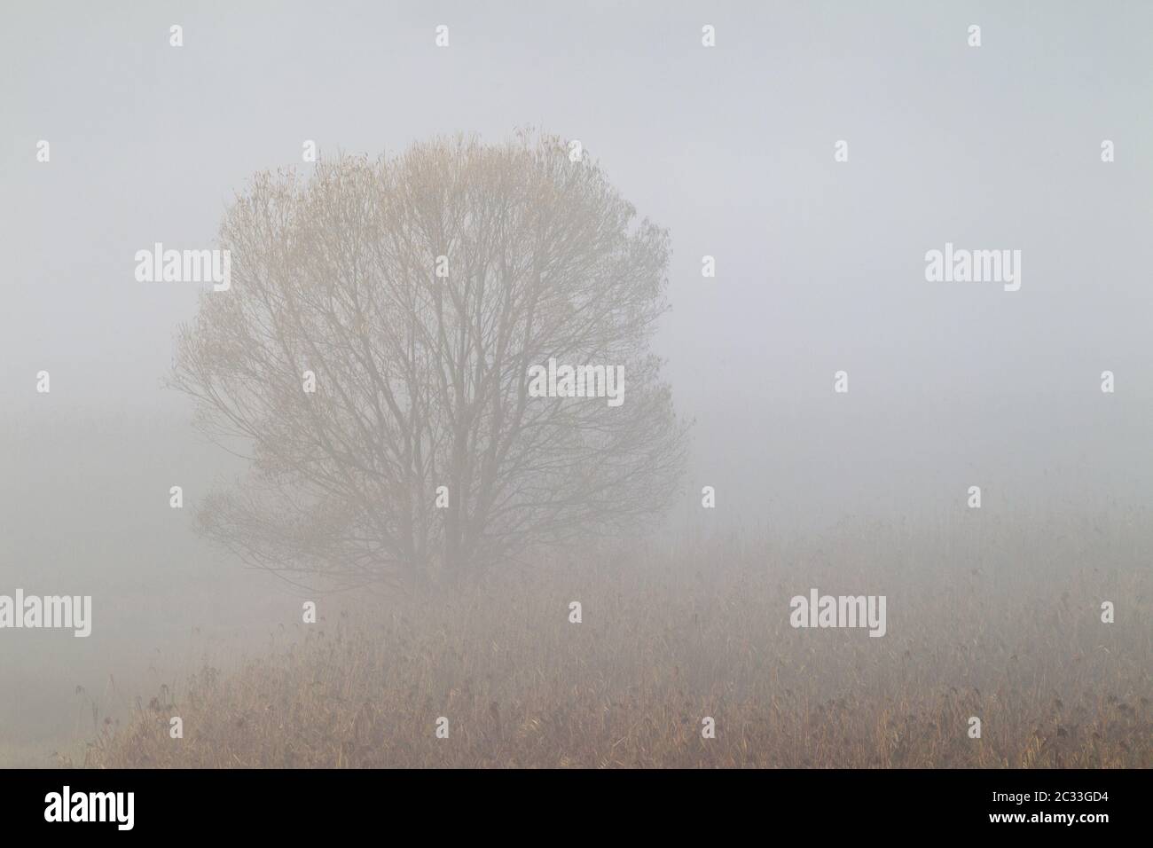 Fog willow tree hi-res stock photography and images - Alamy
