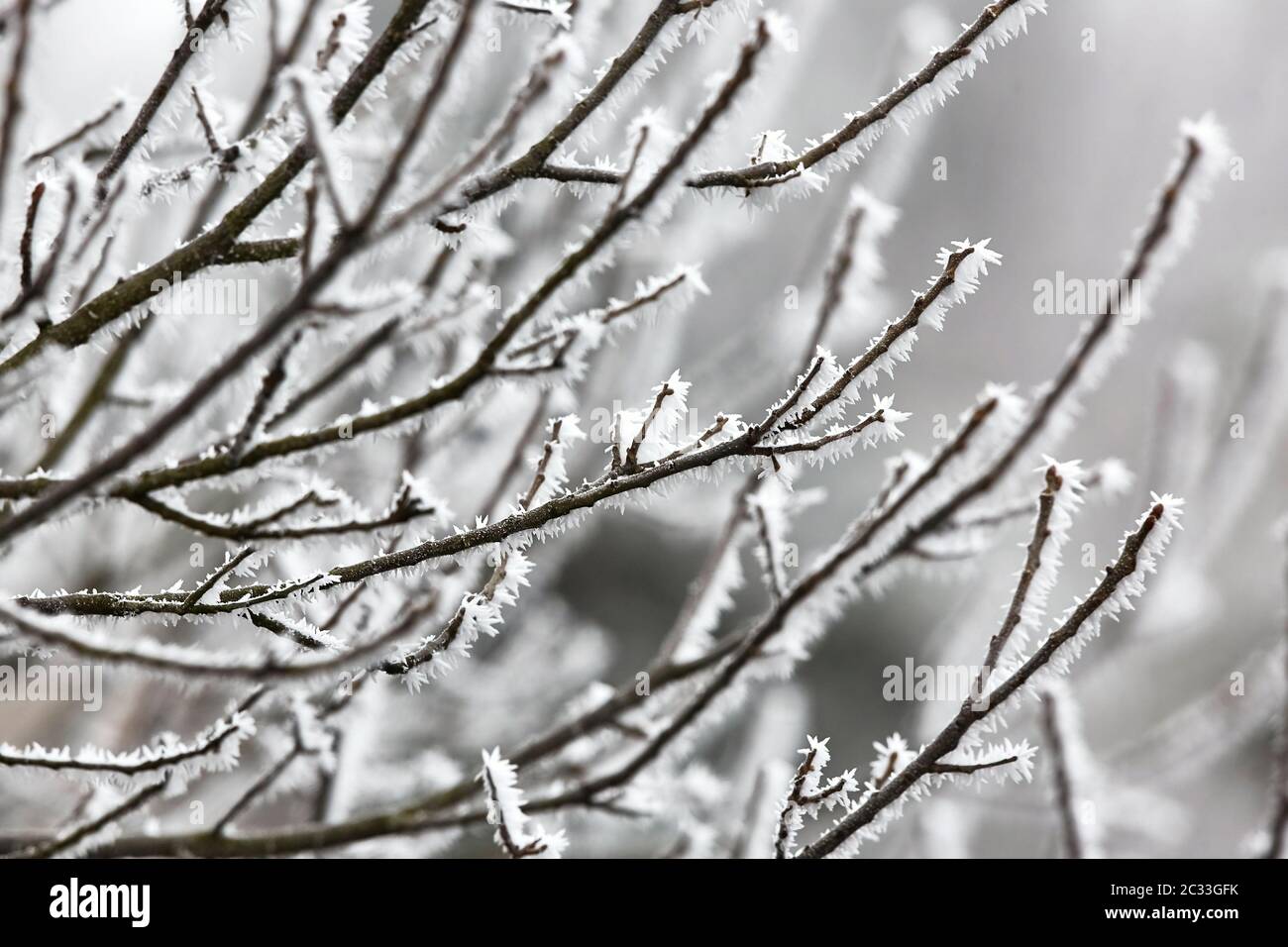 Frozen, icy branches of a tree Stock Photo - Alamy