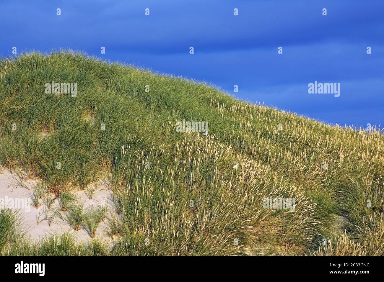 Dunescape in first morning light on the Danish North Sea coast Stock ...