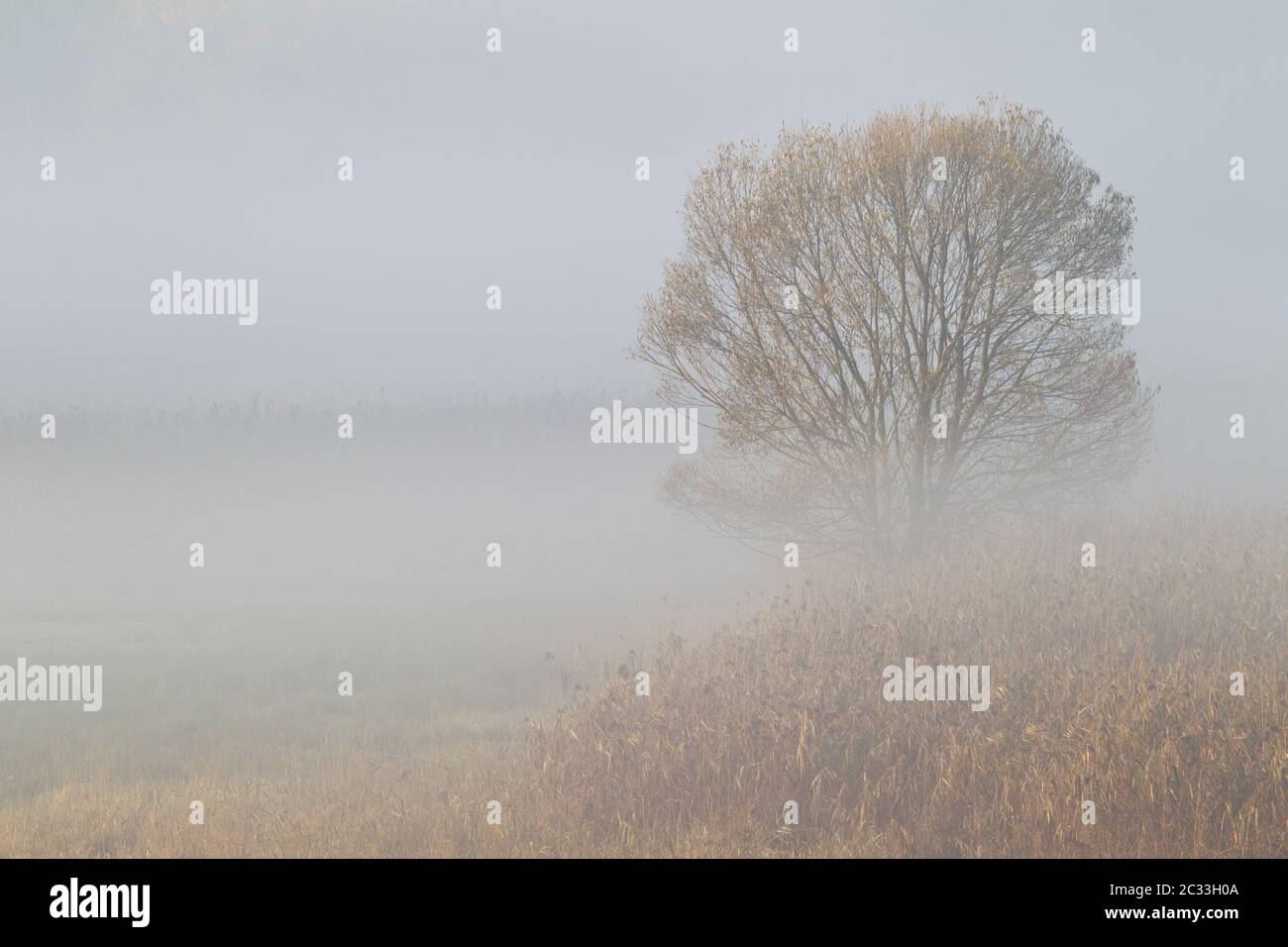 Willow tree in early morning fog between reed Stock Photo - Alamy