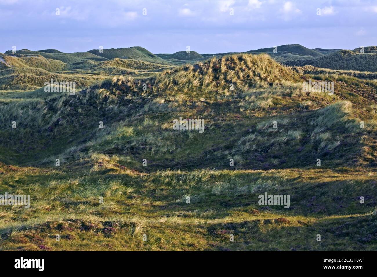 Dunescape in first morning light on the Danish North Sea coast Stock ...
