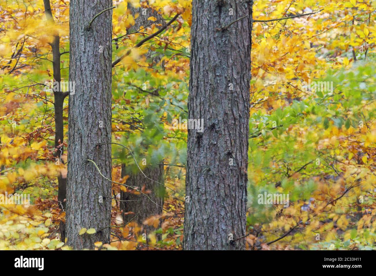 European beeches hi-res stock photography and images - Alamy