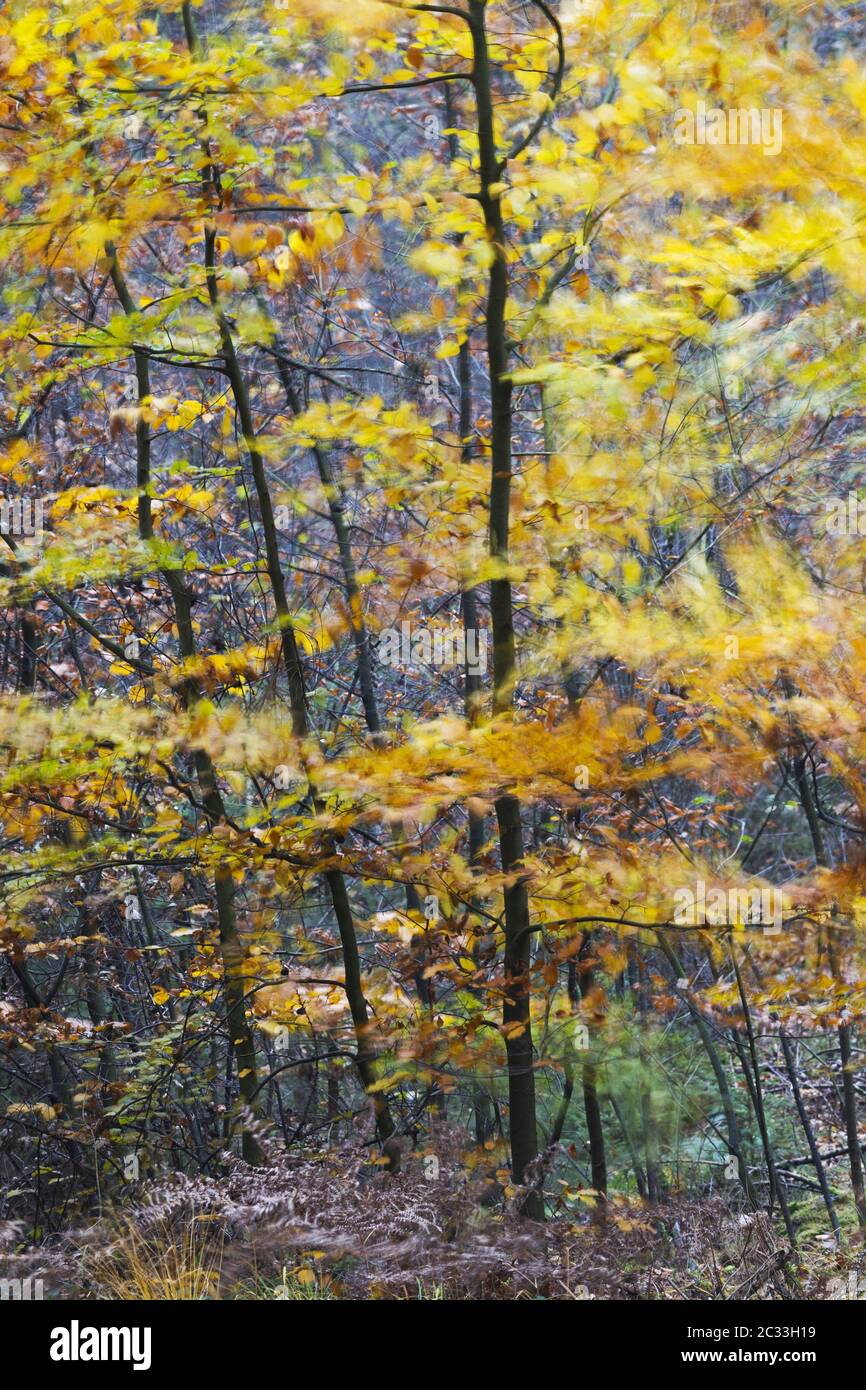 Common beeches hi-res stock photography and images - Alamy