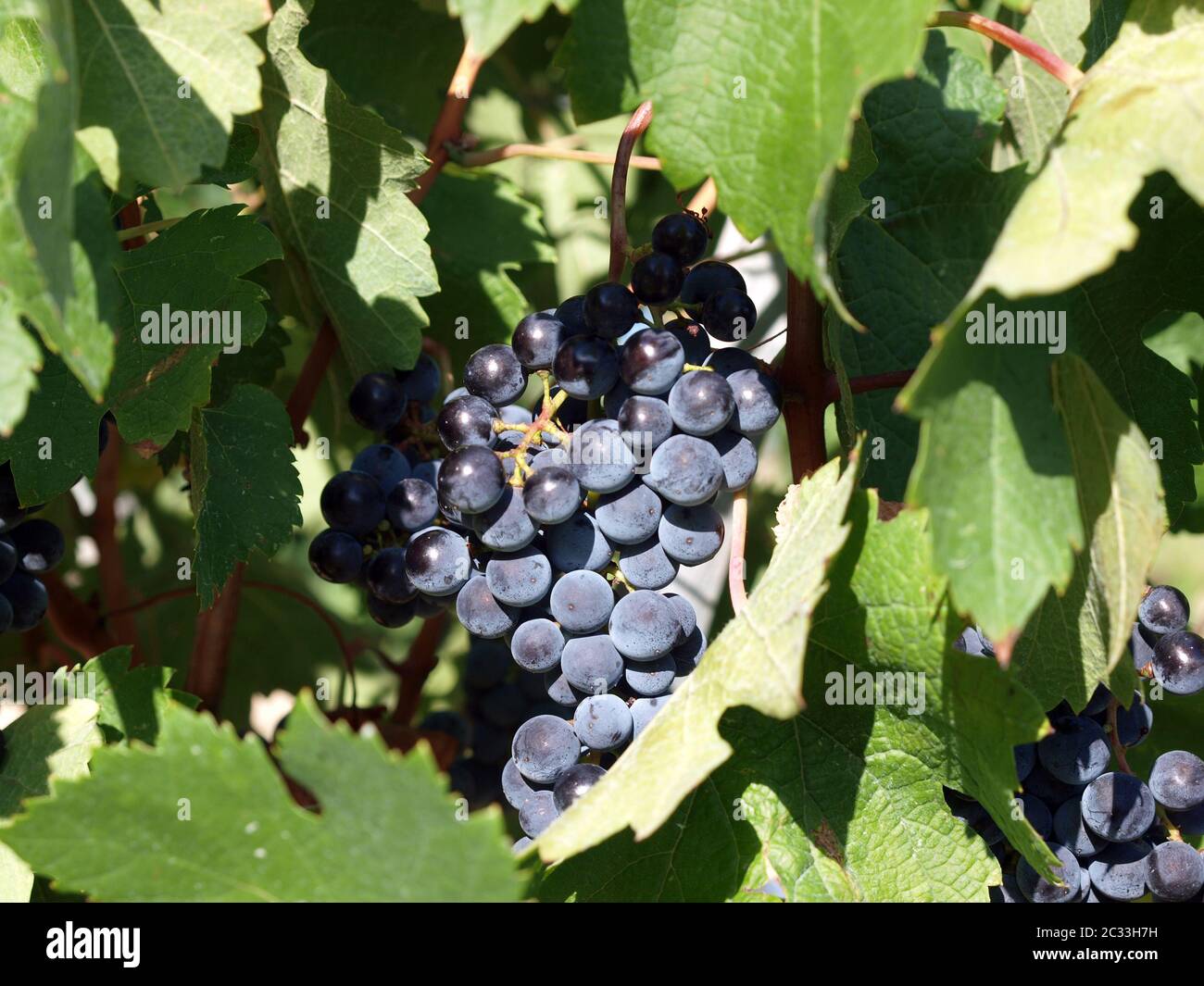 Bunch of ripe red grapes Stock Photo - Alamy
