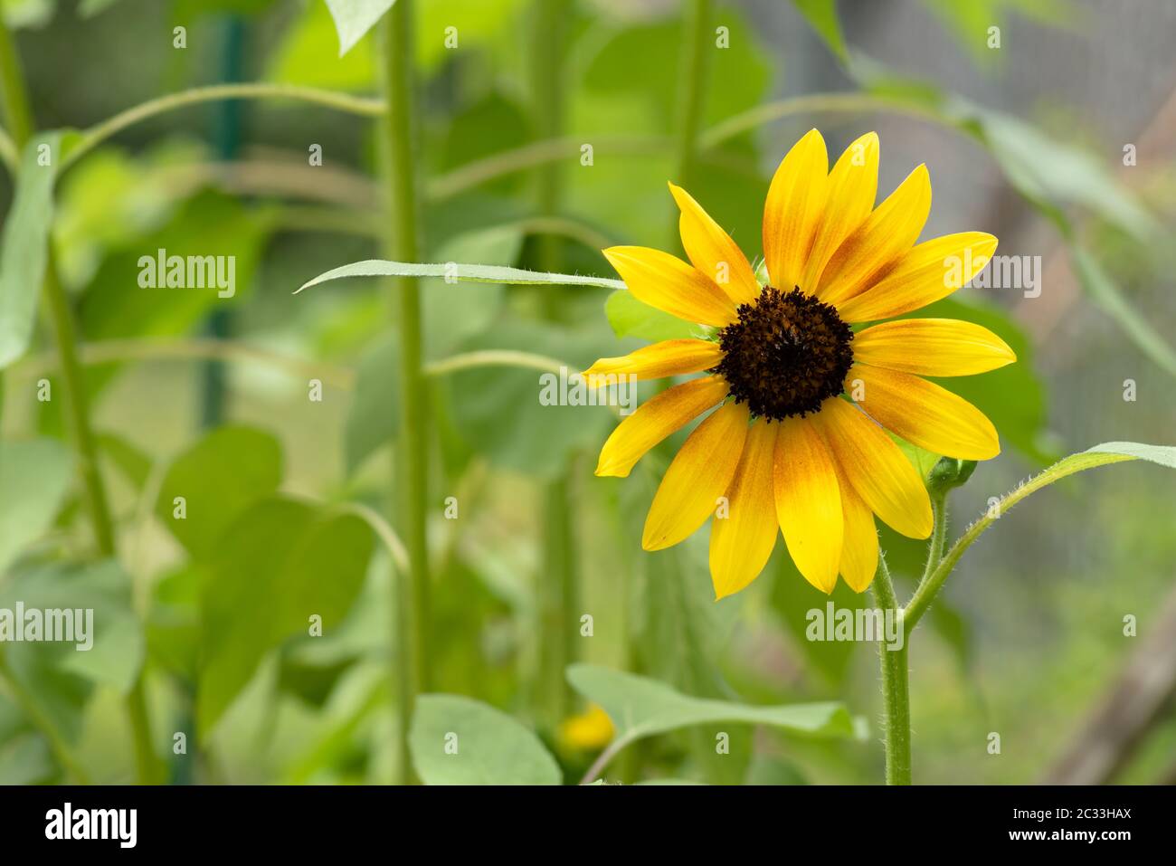 Single yellow sunflower. Sunflowers are beneficial to vegetable gardens ...