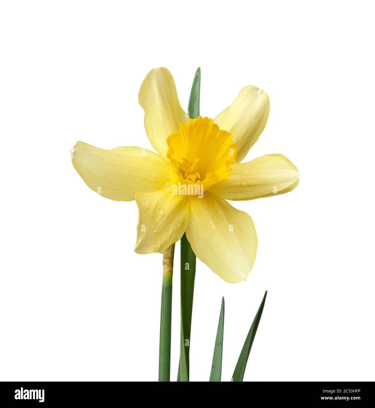 blooming yellow daffodil bud and green leaves isolated on white ...