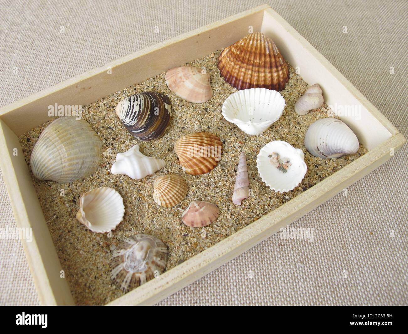 Shells seashells sea snails hi-res stock photography and images - Alamy