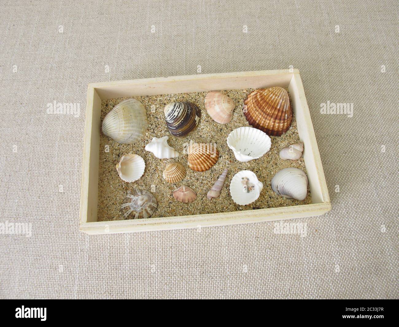 Shells seashells sea snails hi-res stock photography and images - Alamy