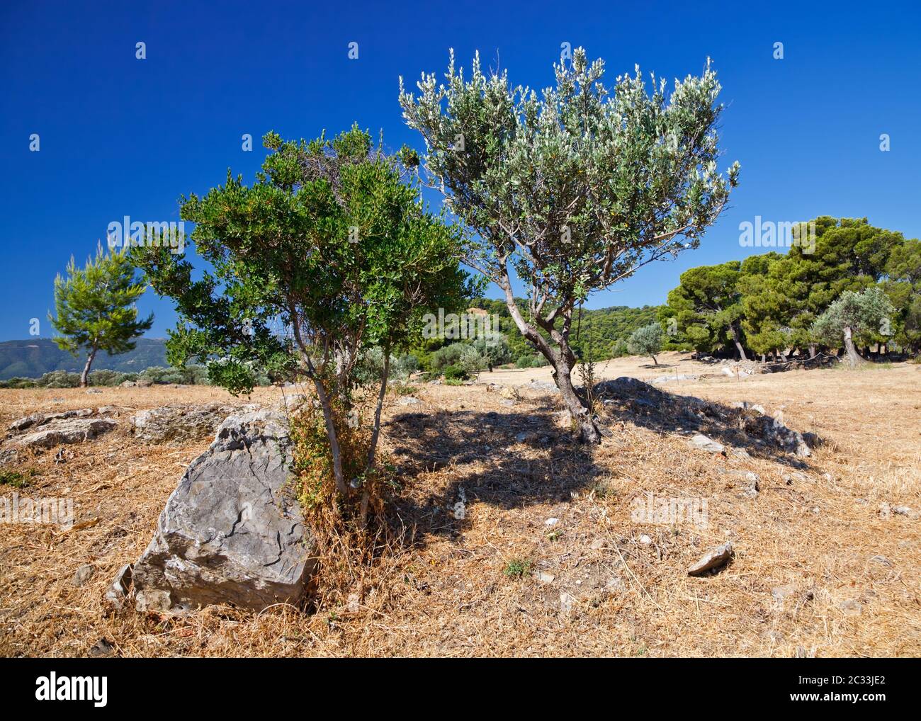 Olive trees growing in ruins of Sanctuary of Poseidon, Poros Stock ...