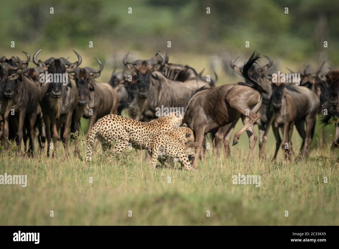 Attacking wildebeest hi-res stock photography and images - Alamy