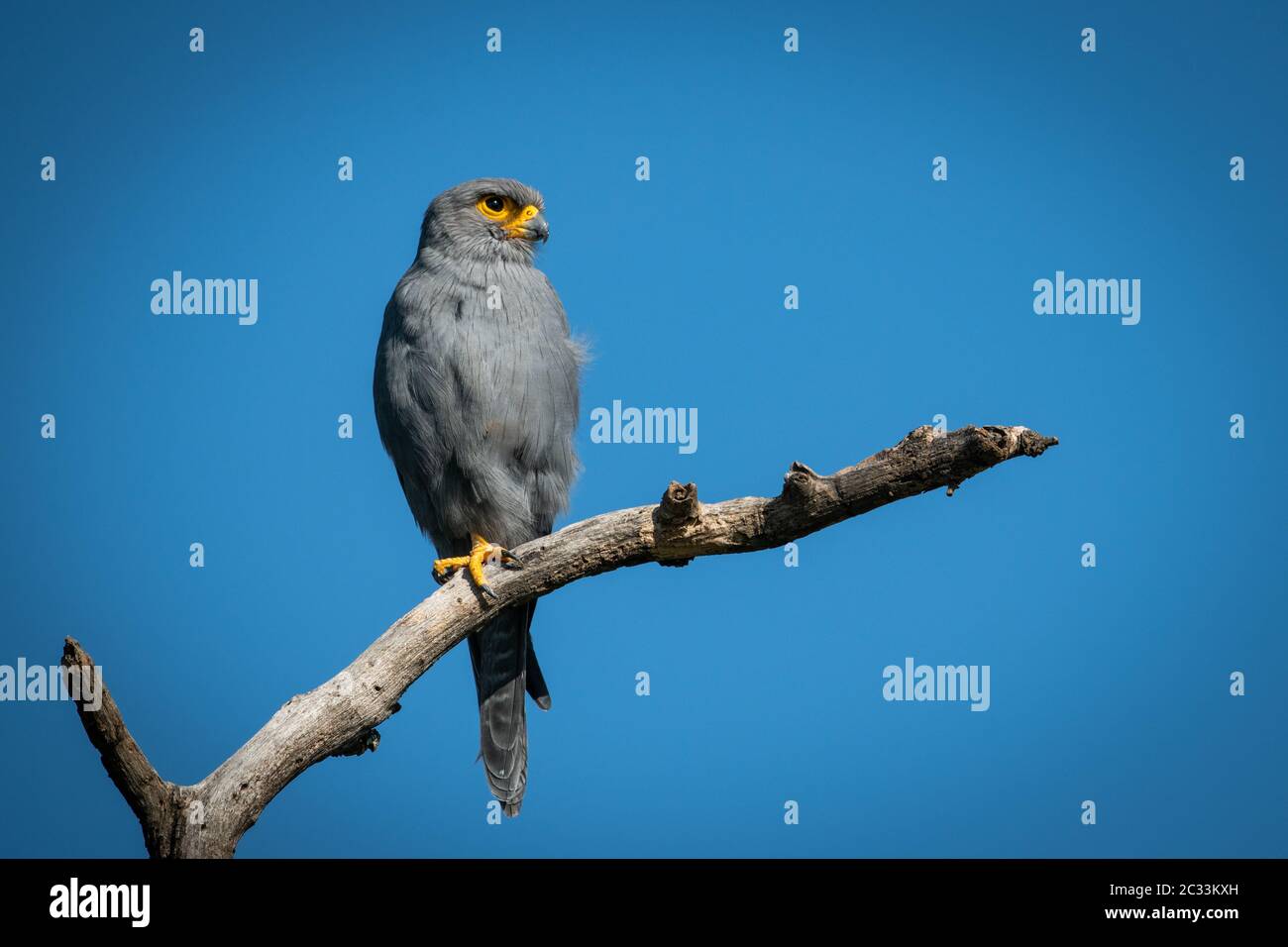 Grey kestrel hi-res stock photography and images - Alamy