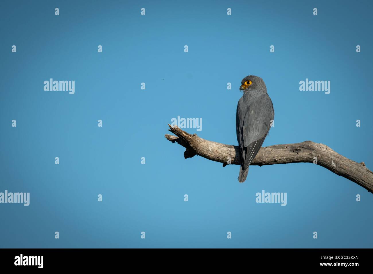 Grey kestrel hi-res stock photography and images - Alamy