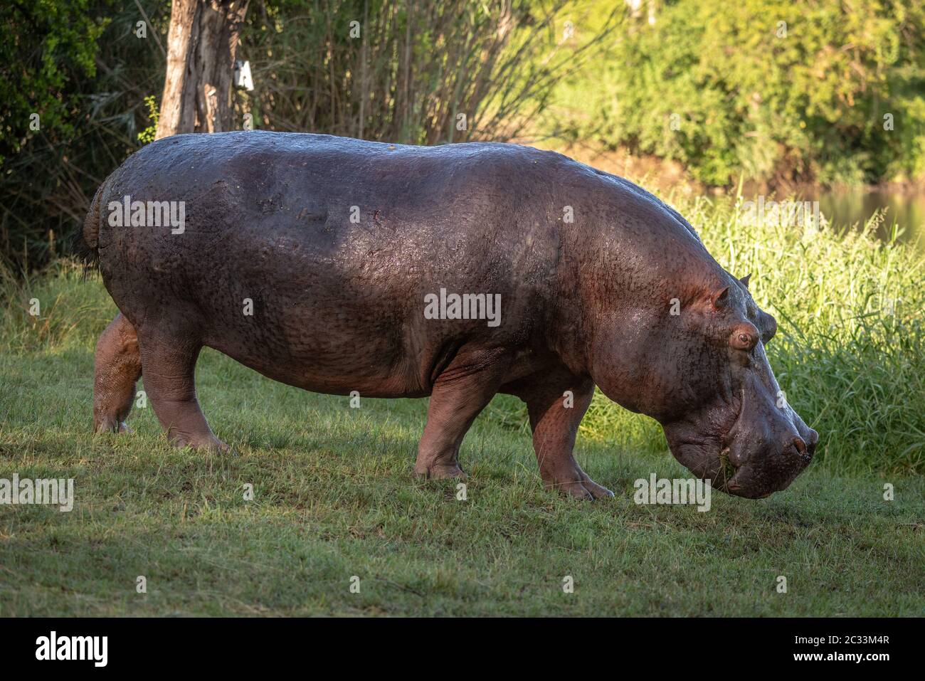 Hippo crosses lawn towards river by trees Stock Photo - Alamy