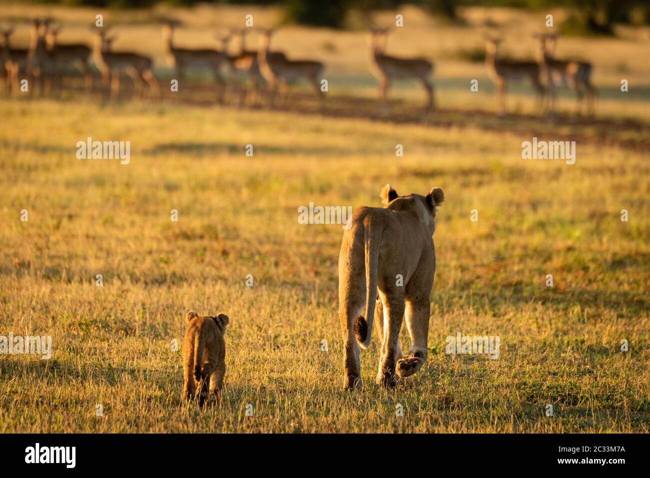 Female impala harem hi-res stock photography and images - Alamy