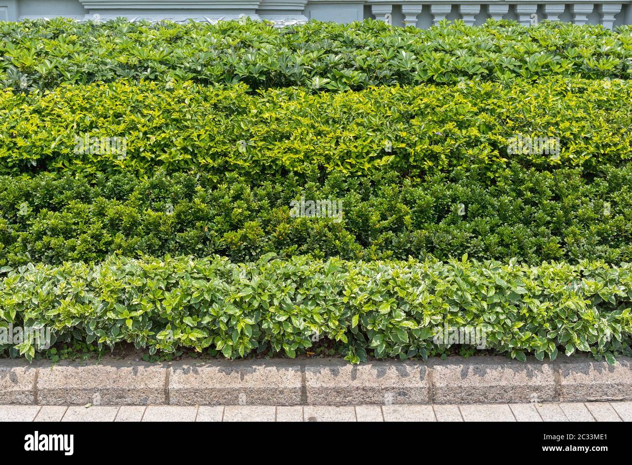 Plants and Bush Layers in Hong Kong Stock Photo - Alamy