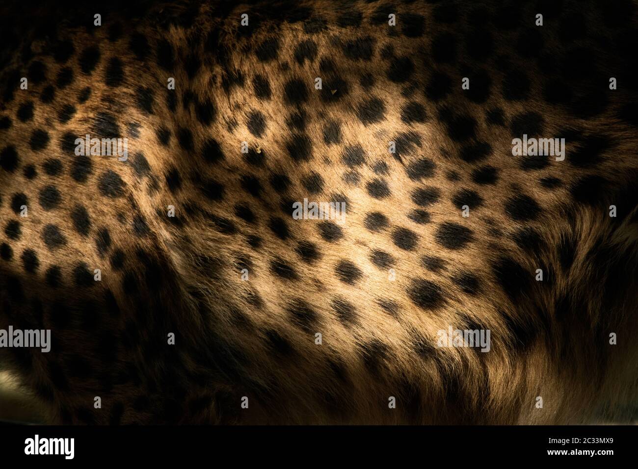 Closeup of a cheetah's spots on its golden fur Stock Photo - Alamy