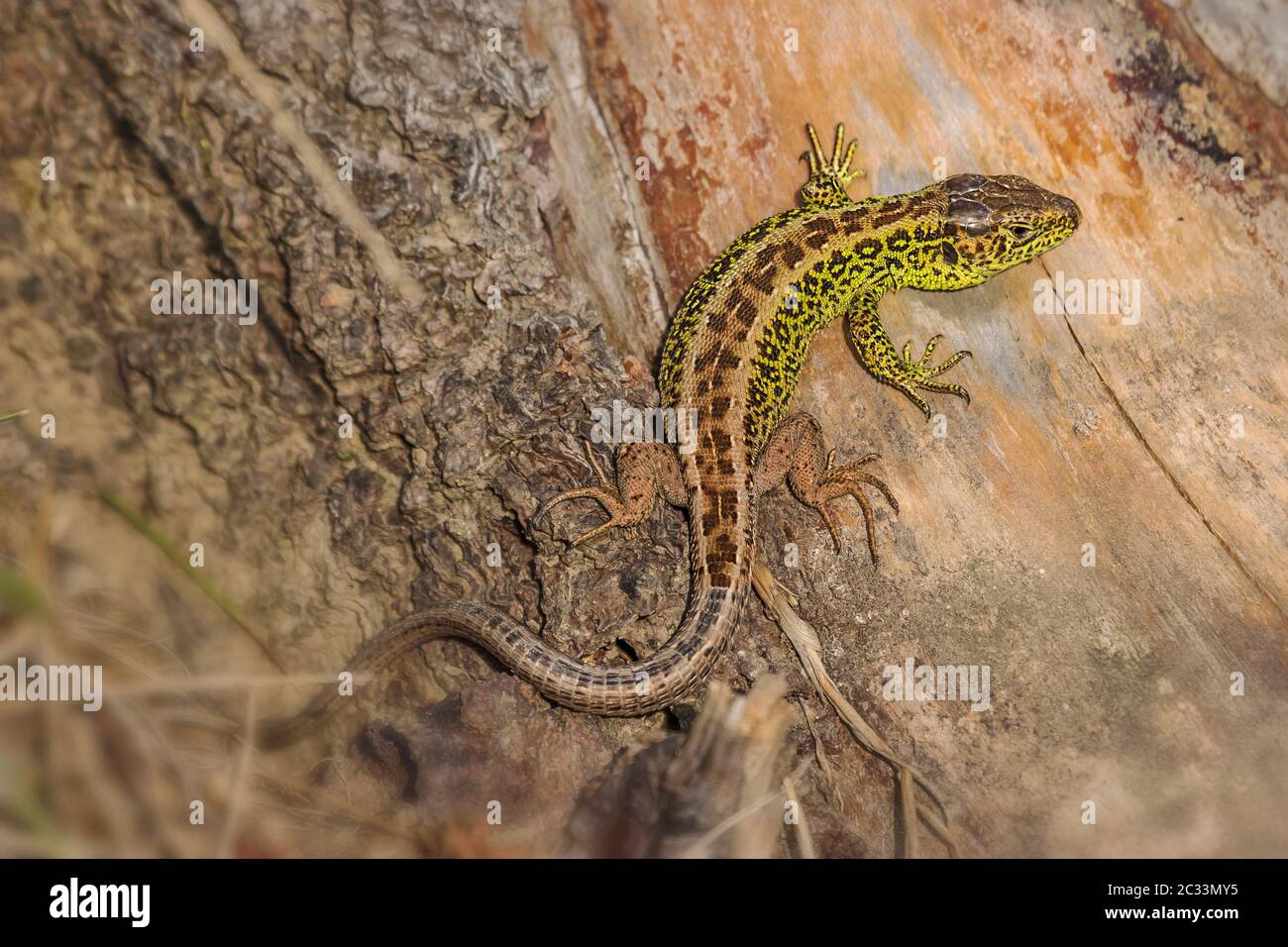 Sand lizard 'Lacerta agilis' male Stock Photo - Alamy
